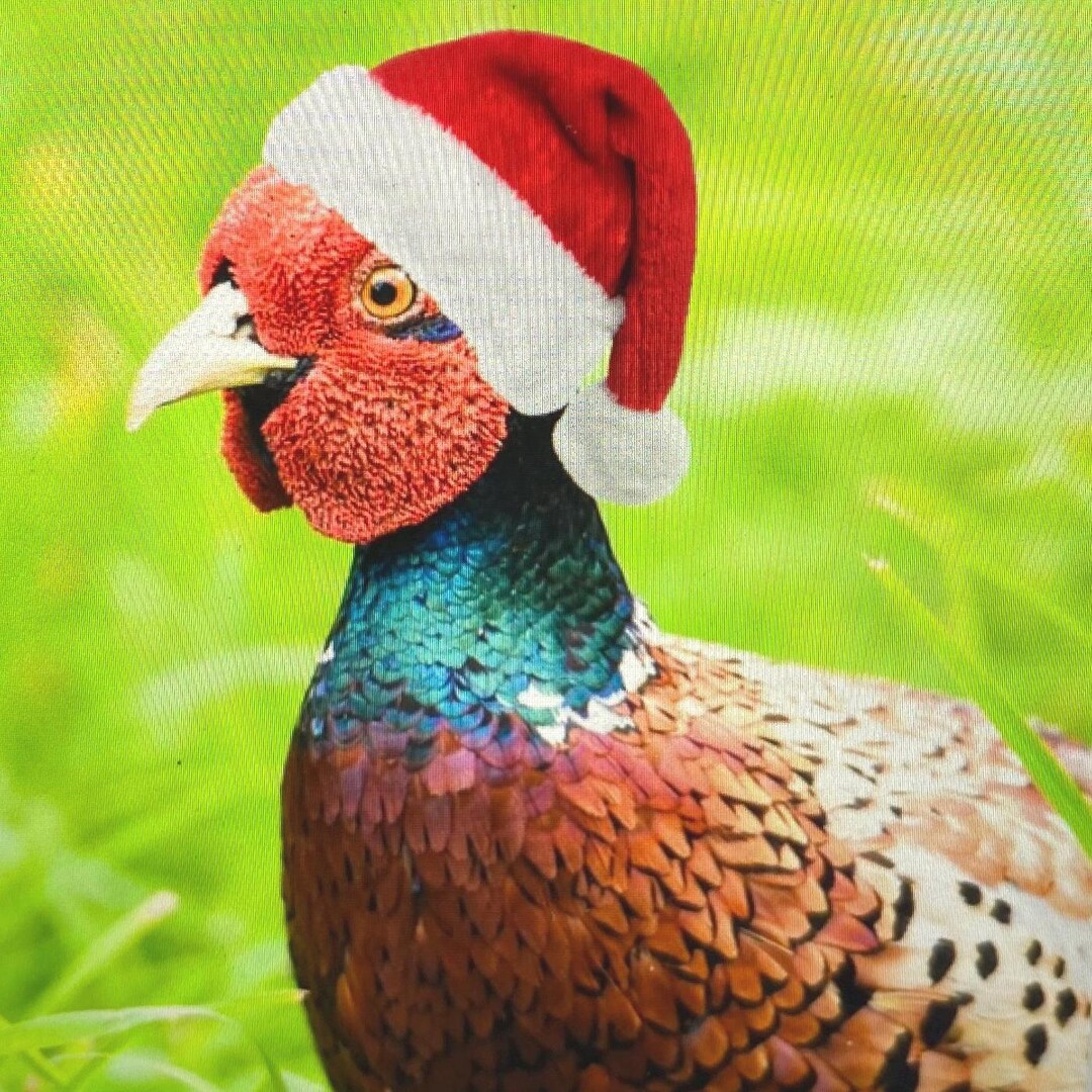 Pheasant in Christmas Hat Pack of 5 Cards - Etsy UK