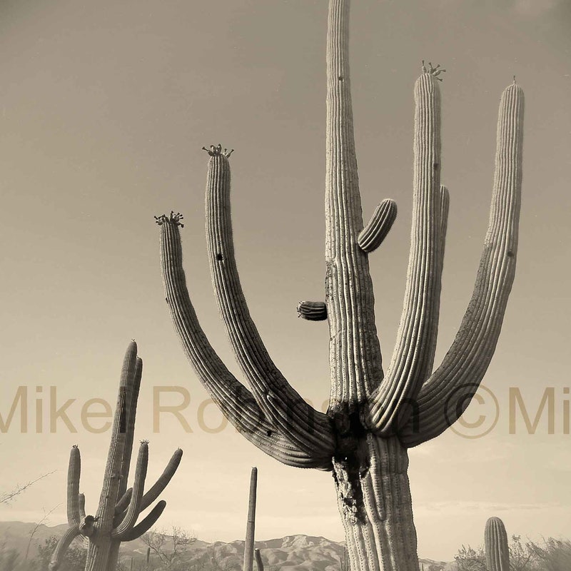 MikelRobinson - Etsy