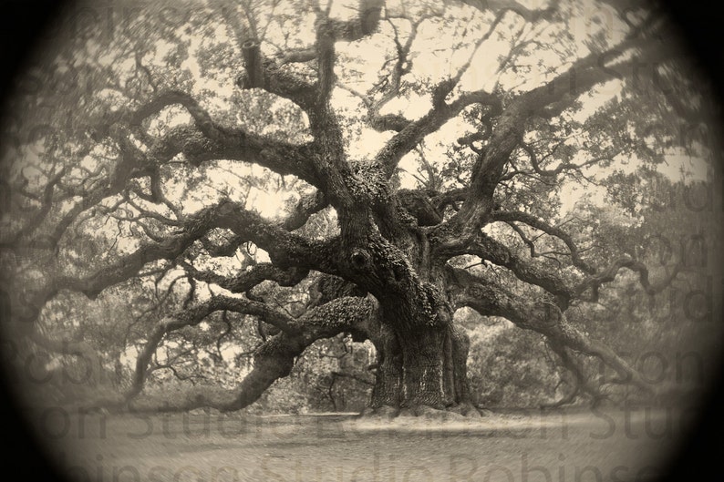 Tree of Life. Oak. Original Digital Art Photograph. Live Oak. Giclee ...