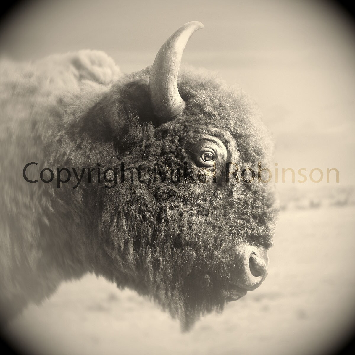 Buffalo Bison Head. Black and White. Original Digital Photograph. Wall ...