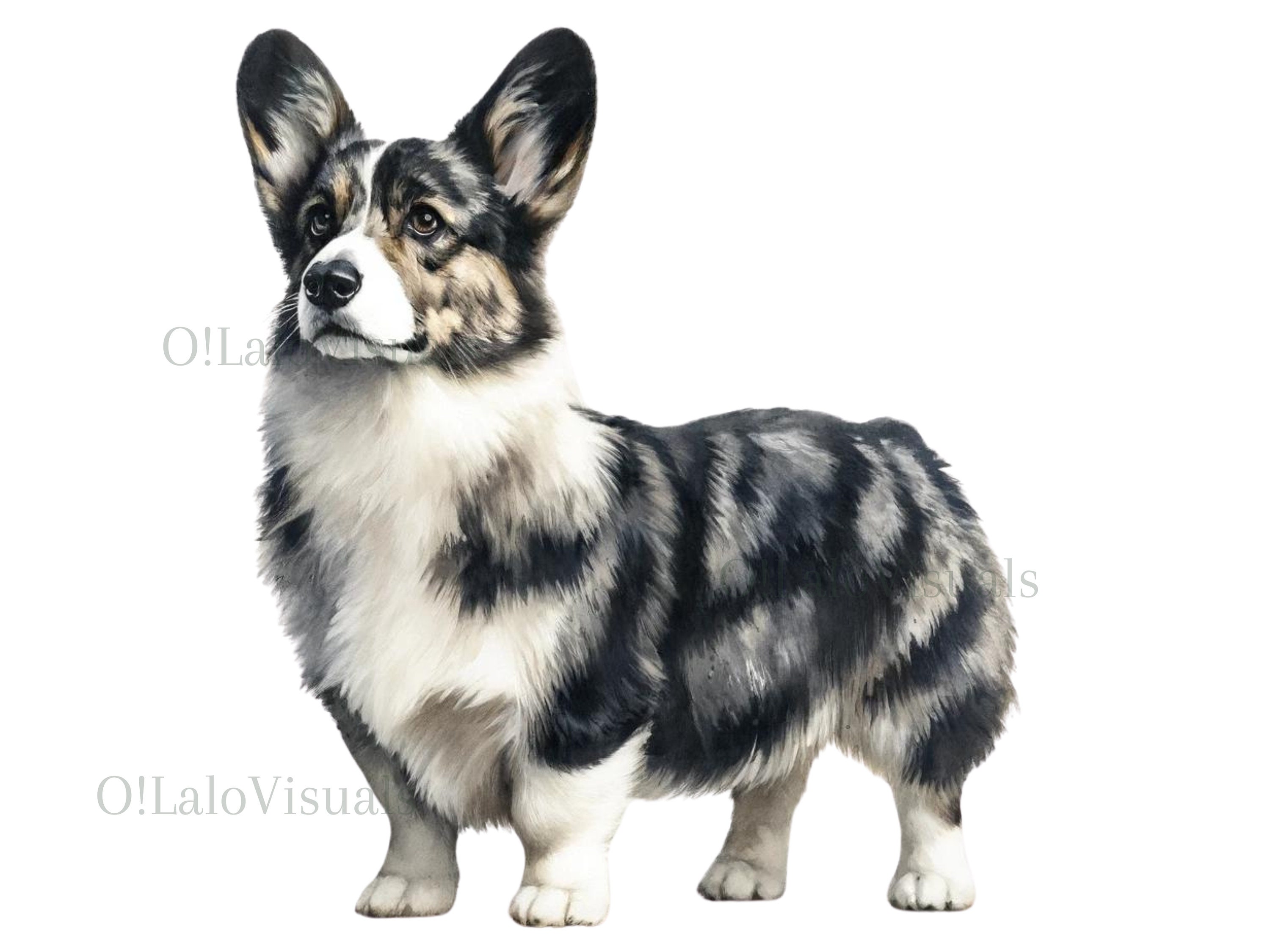 Welsh Corgi Watercolor Clipart Bundle: 10 PNG Files (digital Download ...
