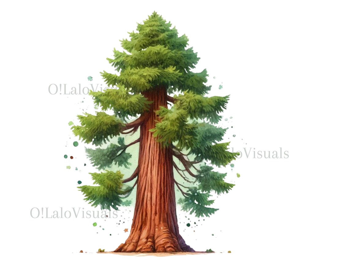 Watercolor Forest Tree Clipart: USA Native Trees (digital PNG) - Etsy