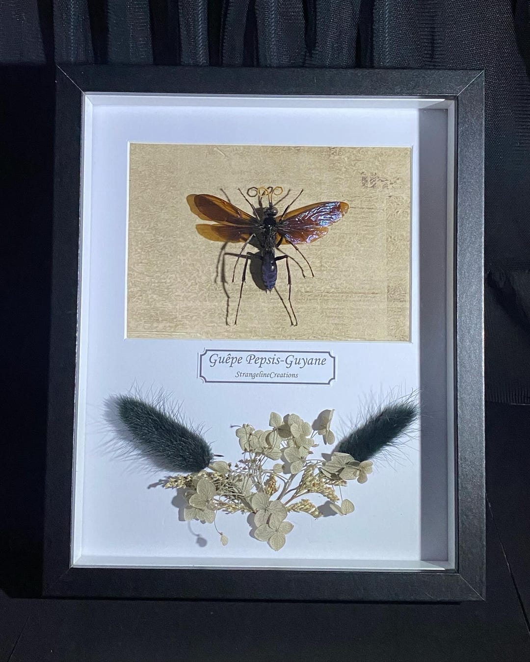 Pepsis Wasp Frame - Etsy