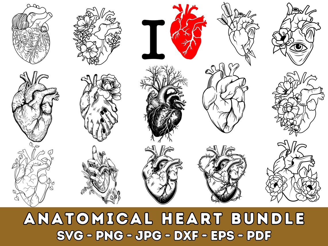 Anatomical Heart Svg Bundle, Flower Heart Svg, Human Heart Svg, Anatomy ...