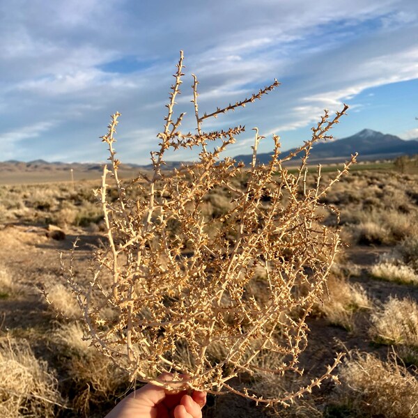 Tumbleweed - Etsy