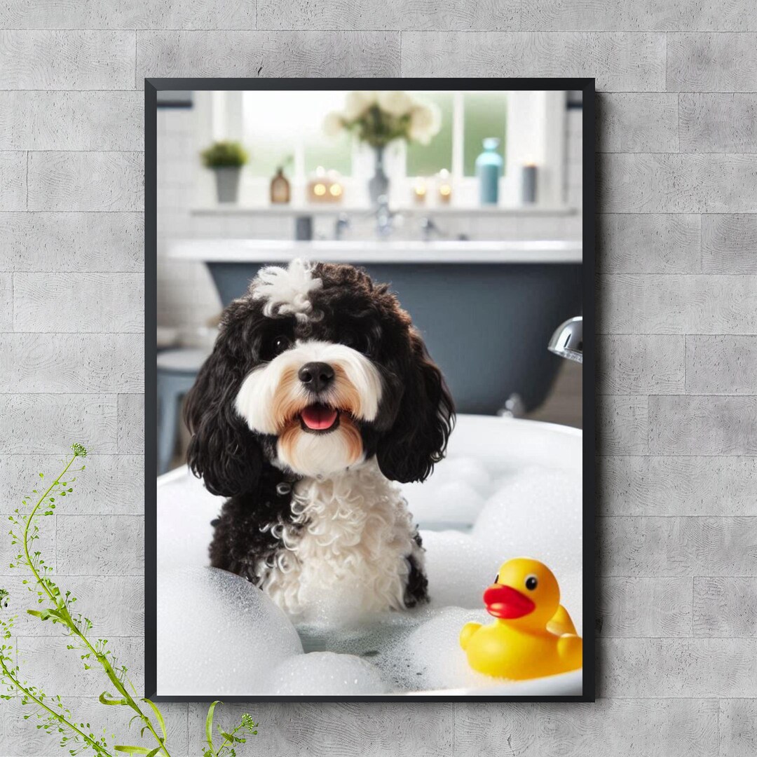 Black and White Cavapoo in the Bath With Rubber Duck, Cute, Having Fun ...