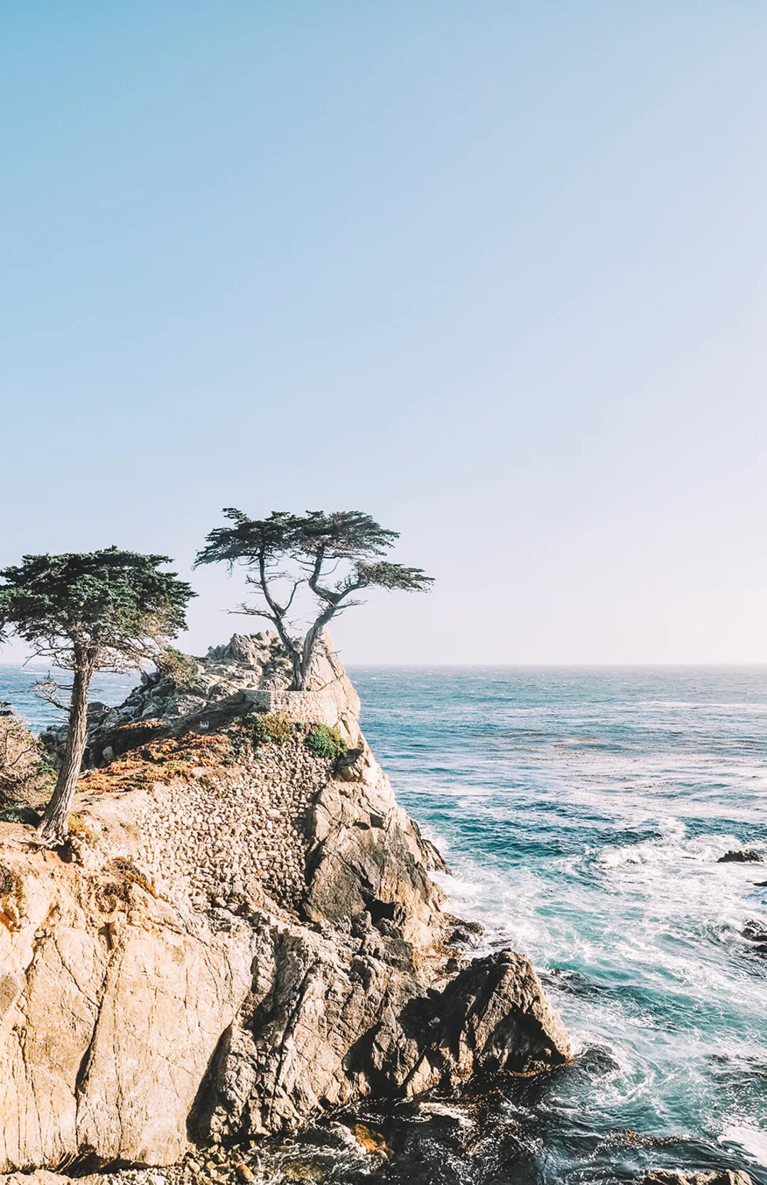 Monterey Tree - Etsy