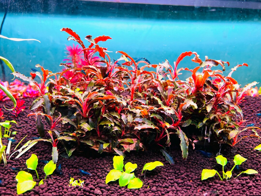 3x Bucephalandra Godzilla Kedagang Red: Live Aquatic Plant - Etsy