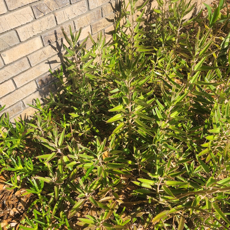 Leopard Mother of Thousands 6" Plant - Kalanchoe Daigremontiana ...