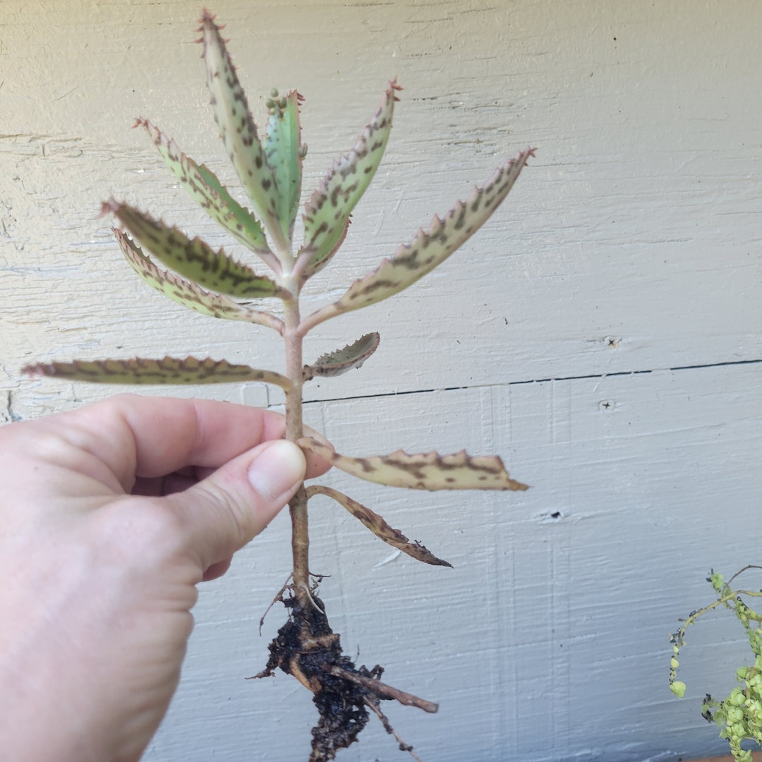 Leopard Mother of Thousands 6" Plant - Kalanchoe Daigremontiana ...