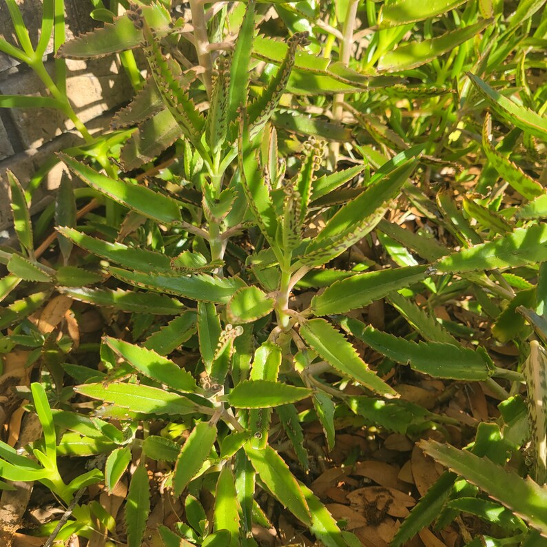 Leopard Mother of Thousands 6" Plant - Kalanchoe Daigremontiana ...