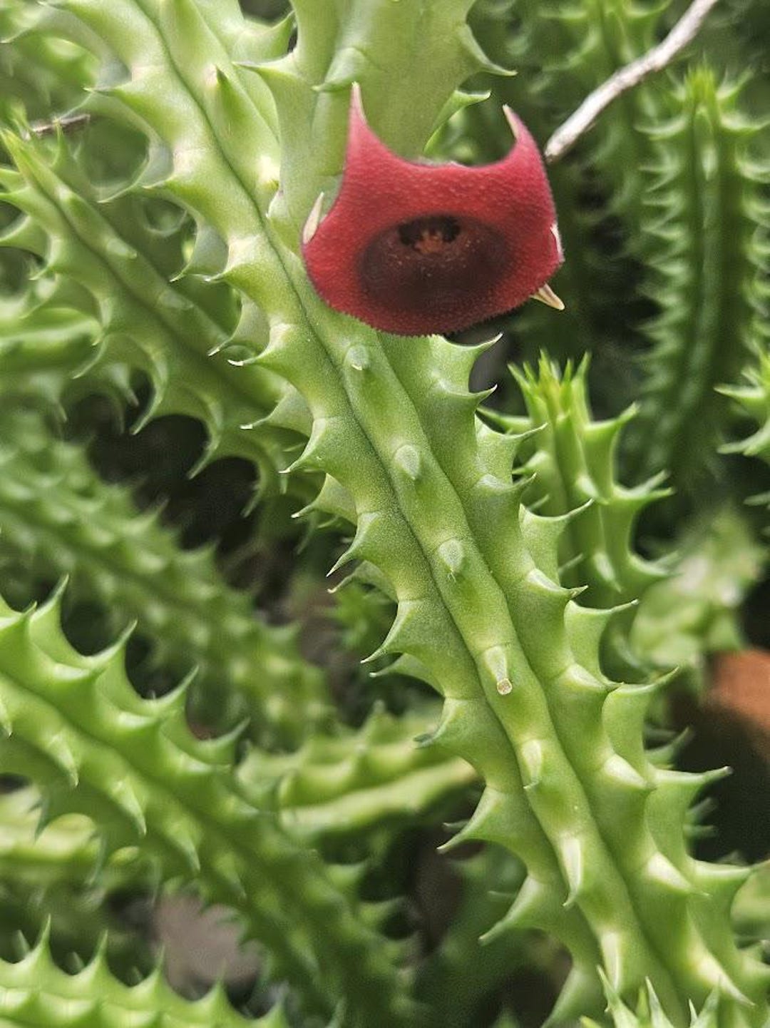 Red Dragon Flower - Huernia Schneideriana - 7 Rooted 5 Inch or Larger ...