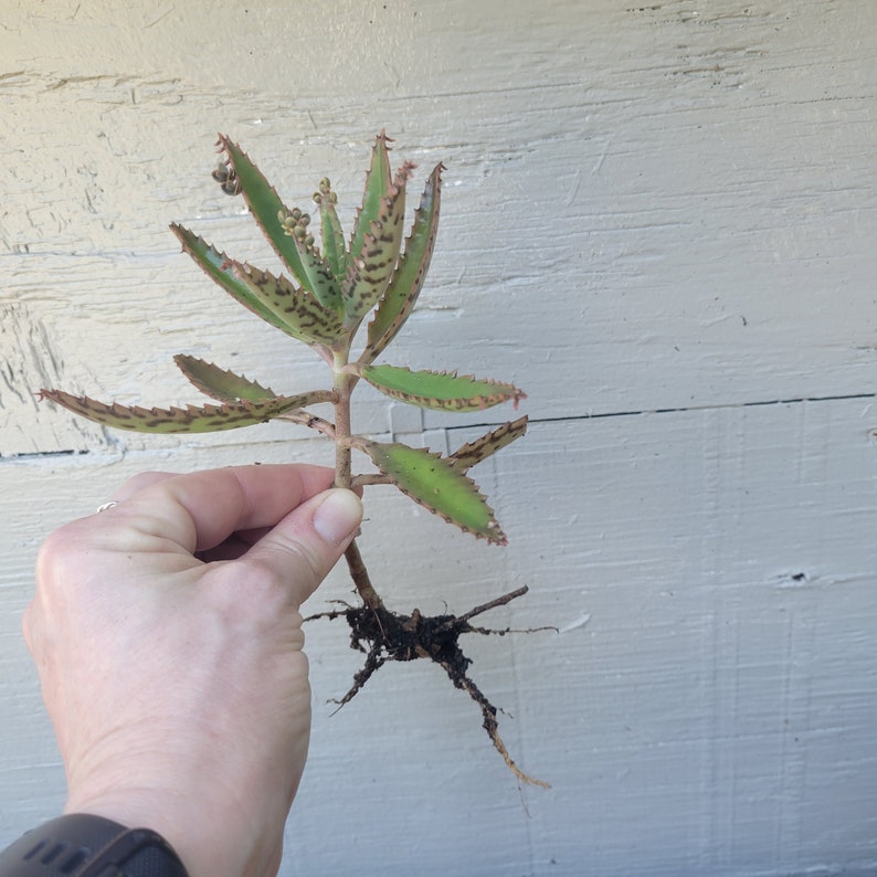 Leopard Mother of Thousands 6" Plant - Kalanchoe Daigremontiana ...
