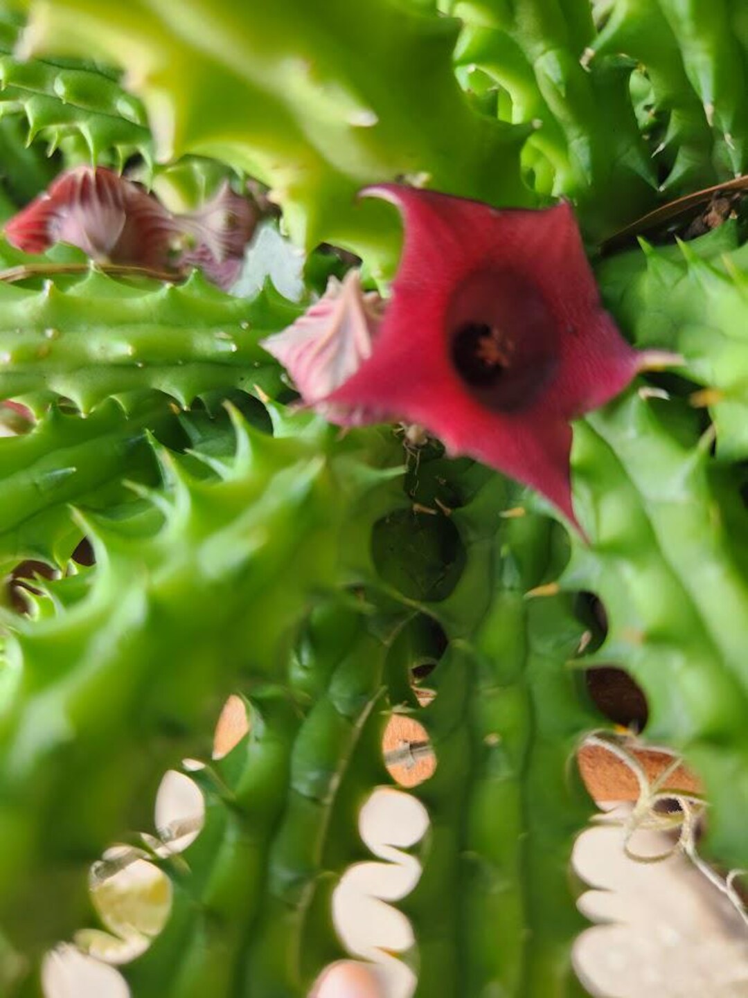 Red Dragon Flower - Huernia Schneideriana - 5 Pieces Bareroot or ...