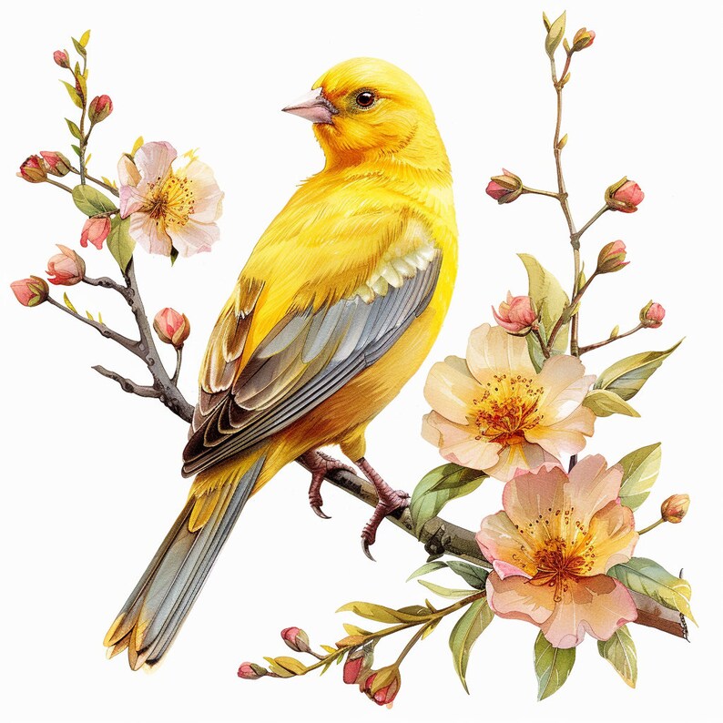 18 PNG Canary, Canary Clipart, BIRD Png, Watercolor Clipart,yellow Bird ...