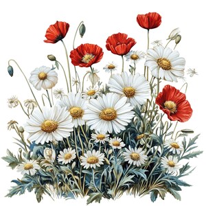 Watercolor Daisy & Poppy Clipart: Wildflower PNG Graphics (digital ...