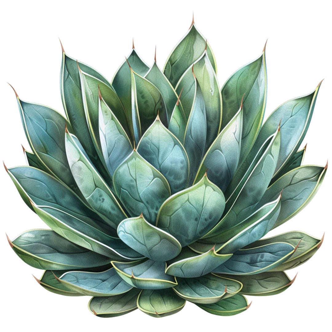 Watercolor Agave Clipart: PNG Images for Wall Art (digital Download ...