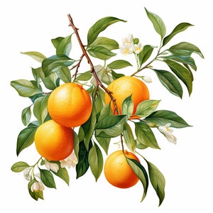 Orange Branch Clipart, 12 PNG Orange Watercolor Png, Orange Wreath ...