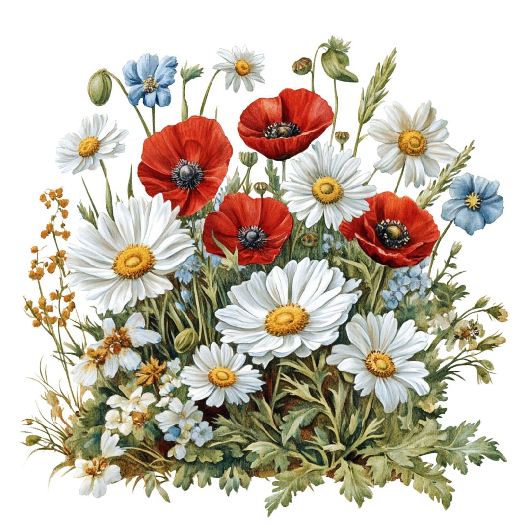Watercolor Daisy & Poppy Clipart: Wildflower PNG Graphics (digital ...