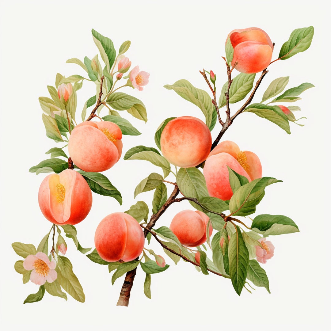 Peach Branch Watercolor Clipart: Floral Wreath PNG (digital Download ...