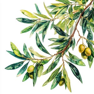 12 Olive Branch PNG Clipart, Watercolor Olive Tree Branches ...