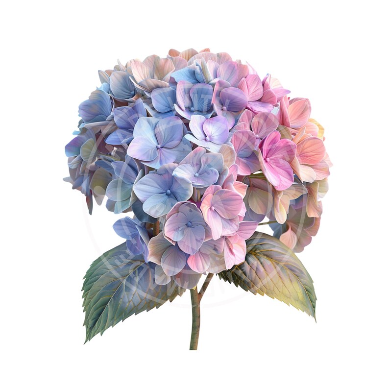 14 PNG Hydrangea Clipart, Hydrangea Print Transparent BG Printable ...
