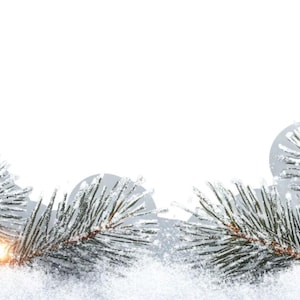 12 WINTER PINE CONES Digital Image, Christmas Pine Tree Branch, Winter ...