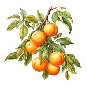 Orange Branch Clipart, 12 PNG Orange Watercolor Png, Orange Wreath ...