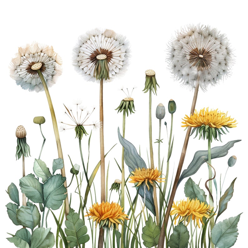 15 PNG DANDELIONS Clipart. Transparent Background Png Dandelions ...