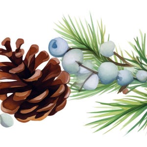 12 WINTER PINE CONES Digital Image, Christmas Pine Tree Branch, Winter ...