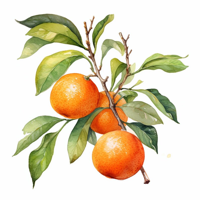 12 PNG Orange Branch Clipart, Orange Watercolor Png, Orange Wreath ...