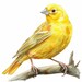 18 PNG Canary, Canary Clipart, BIRD Png, Watercolor Clipart,yellow Bird ...