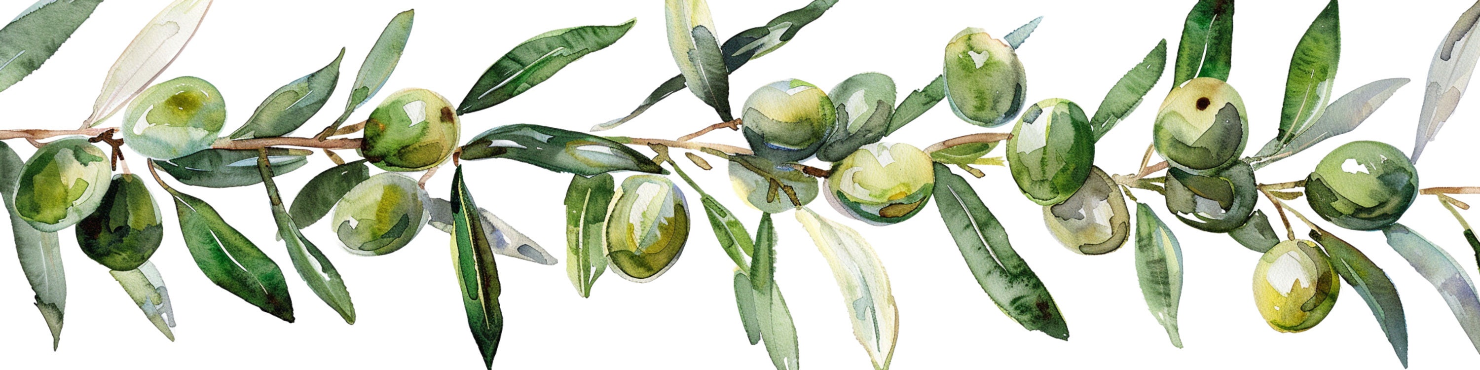 PNG Olive Branch Border Clipart Transparent Background, Olive Blanch ...