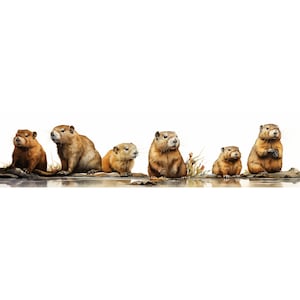 10 PNG Beaver Clipart Border, Beaver Illustration, High-resolution PNG ...