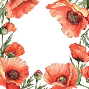 14 Watercolor Red Poppy Frames Clipart, High-quality PNG, Digital ...