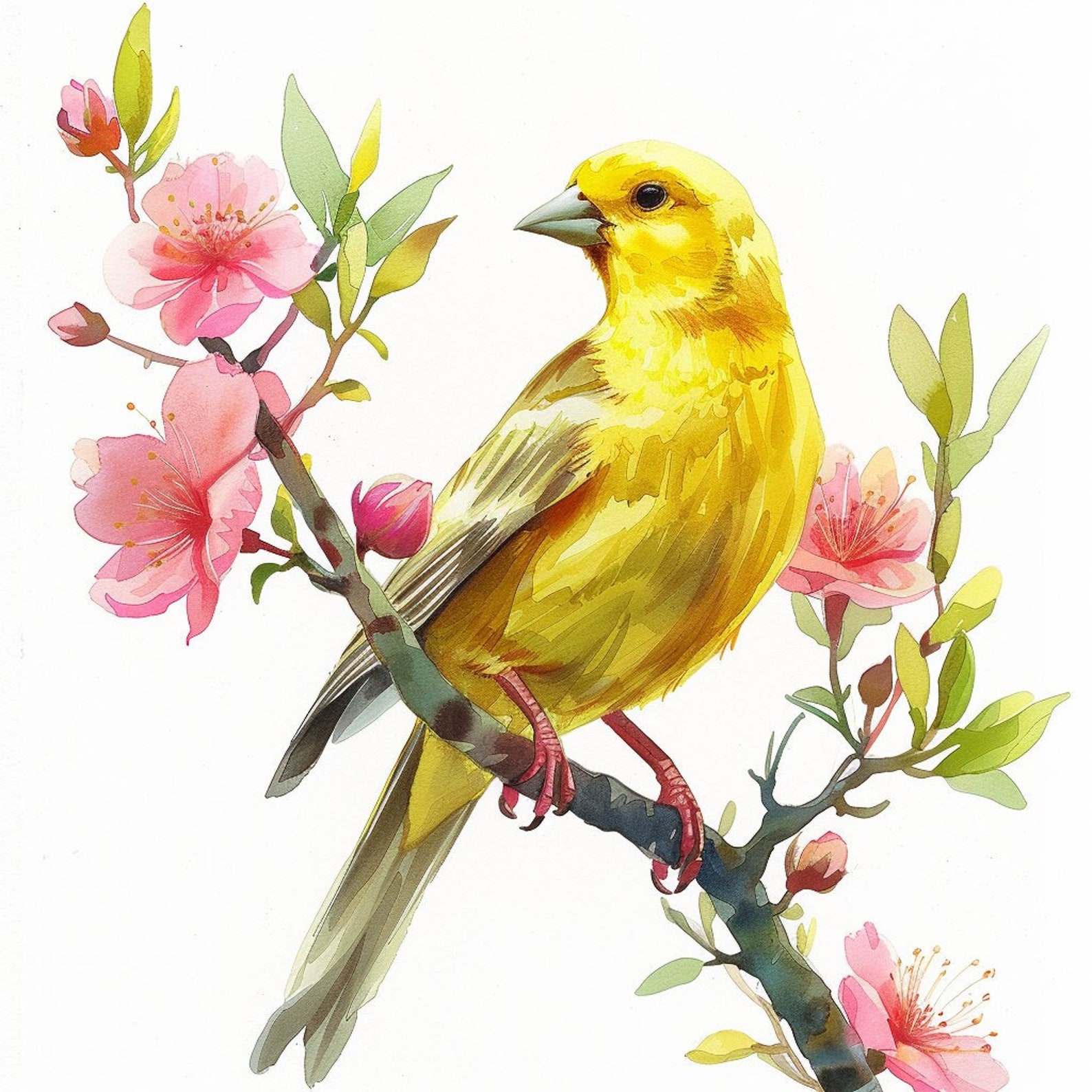 18 PNG Canary, Canary Clipart, BIRD Png, Watercolor Clipart,yellow Bird ...