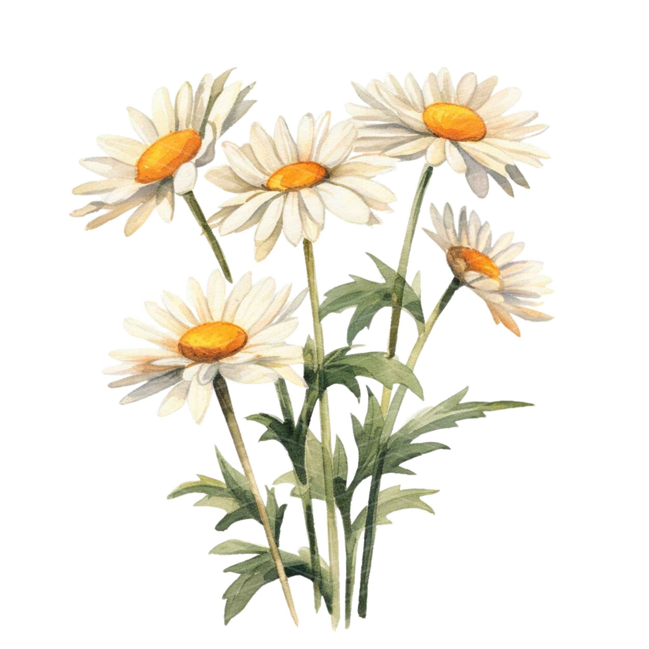 12 Daisies Clipart, PNG, Watercolor Daisies, Watercolor Clipart ...
