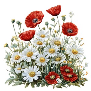 Watercolor Daisy & Poppy Clipart: Wildflower PNG Graphics (digital ...