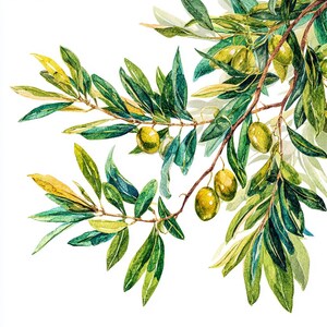 12 Olive Branch PNG Clipart, Watercolor Olive Tree Branches ...