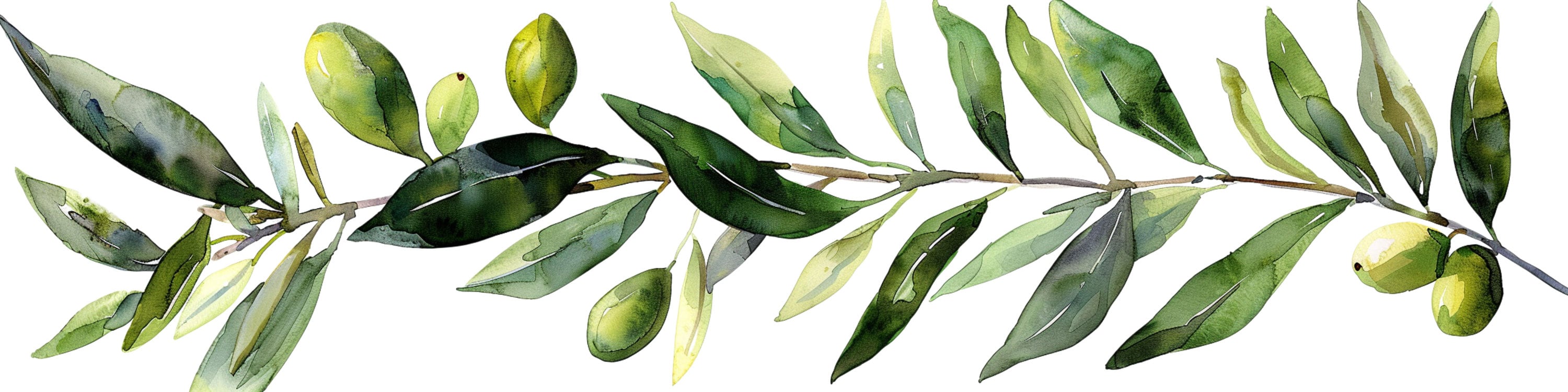 PNG Olive Branch Border Clipart Transparent Background, Olive Blanch ...