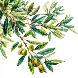 12 Olive Branch PNG Clipart, Watercolor Olive Tree Branches ...