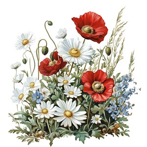 Watercolor Daisy & Poppy Clipart: Wildflower PNG Graphics (digital ...