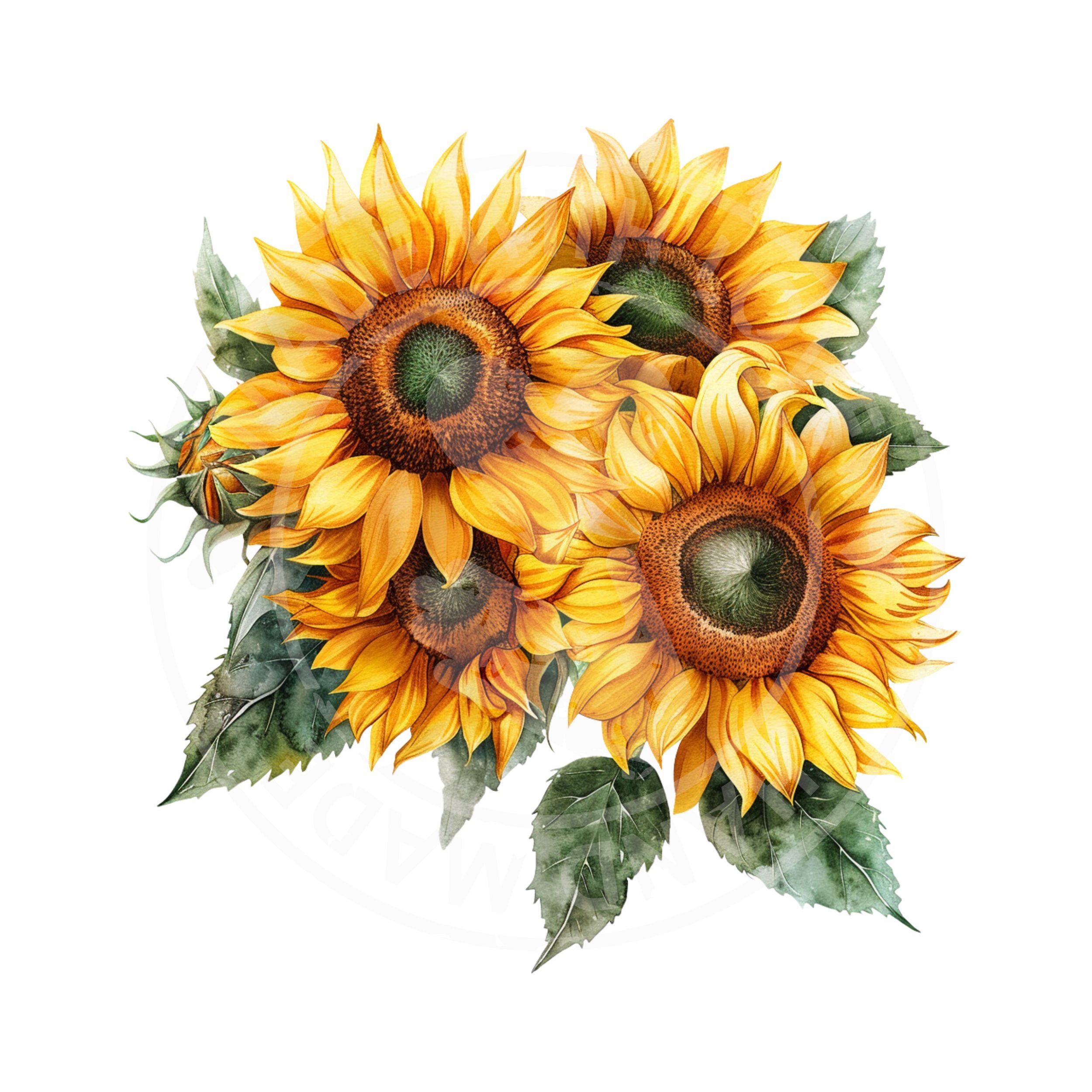 18 PNG Sunflowers Clipart. Transparent Background Png Sunflowers ...
