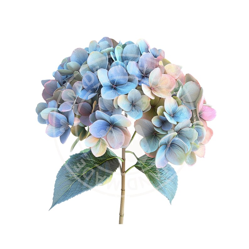 14 PNG Hydrangea Clipart, Hydrangea Print Transparent BG Printable ...