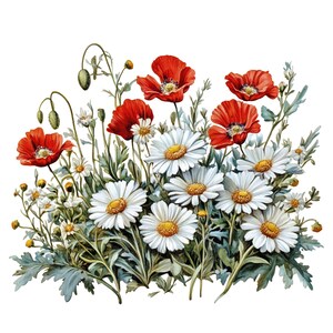 Watercolor Daisy & Poppy Clipart: Wildflower PNG Graphics (digital ...