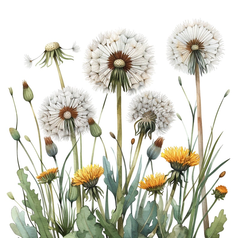Watercolor Dandelion Clipart, Transparent PNG Flowers (digital Download ...