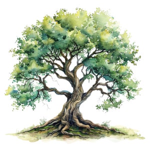 10 TREE OF WISDOM Cliparts, Png Tree Image, Watercolor Digital Tree ...