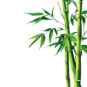 Watercolor Bamboo Border Clipart: Botanical Frame (PNG Digital Download ...