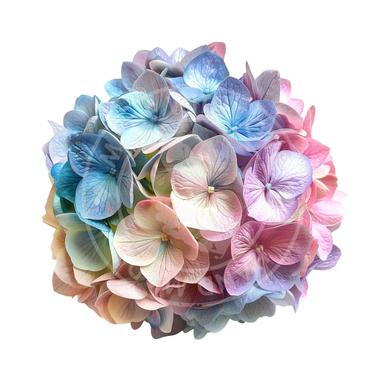 14 PNG Hydrangea Clipart, Hydrangea Print Transparent BG Printable ...