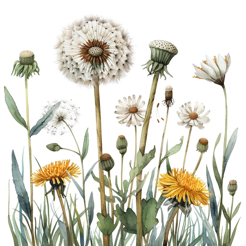 15 PNG DANDELIONS Clipart. Transparent Background Png Dandelions ...